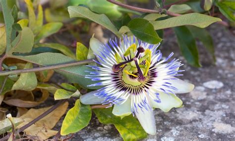 Los Sorprendentes Beneficios De Tomar Té De Pasiflora Así Debe Tomarlo El País