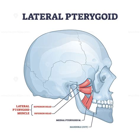 Lateral Pterygoid Muscle With Superior And Inferior Head Outline Diagram Labeled Educational
