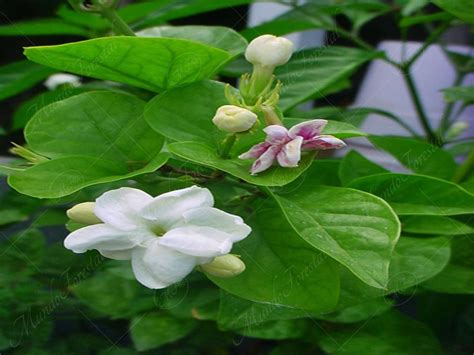 El Jazmín De Arabia Jasminum Sambac Mundoforestal