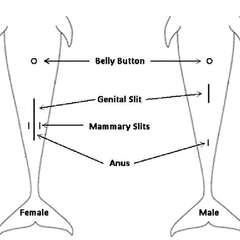 Sex Determination Of Common Dolphin Delphinus Delphis Anonymous Download Scientific
