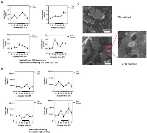 The Interplay Between Sex Time Of Day Fasting Status And Their