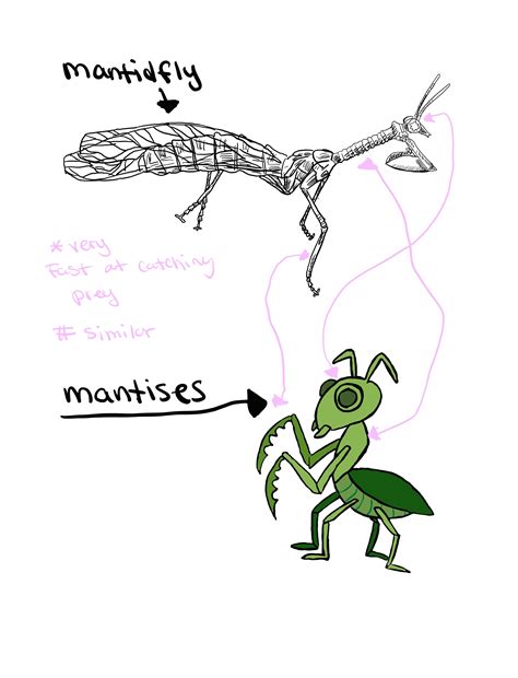 Convergence Natural Selection Survival Of The Fittest
