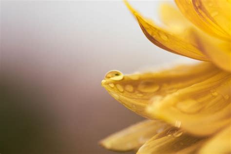 Premium Photo Close Up Of Yellow Flower
