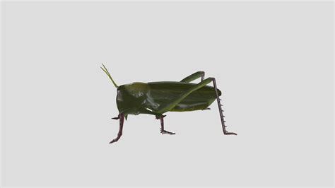 Grasshopper Download Free 3d Model By Shadow798 Shaow798 470546f Sketchfab