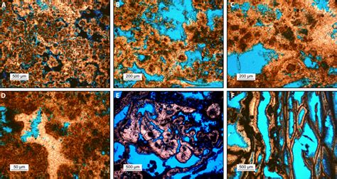 Pervasive Distribution Of Peloid‐like Micro‐spheroids Of Micrite With