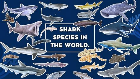 Species Of Sharks In The World