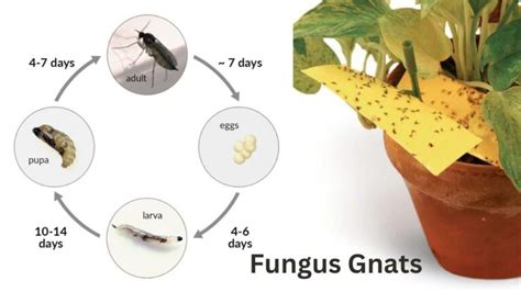 Fungus Gnats Best Way To Prevent And Remove Them From Your Grow Room