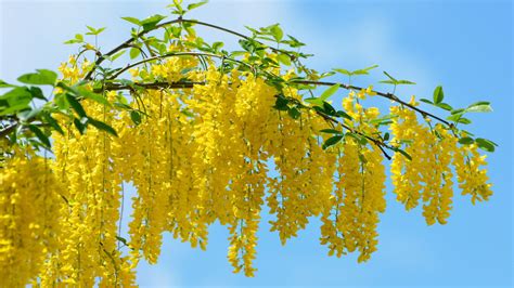Acacia Flower Origin Meaning Benefits Types Symbolism And History