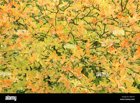 Yellow Leaves Of Trifoliate Orange Bitter Orange Hardy Orange In Autumn