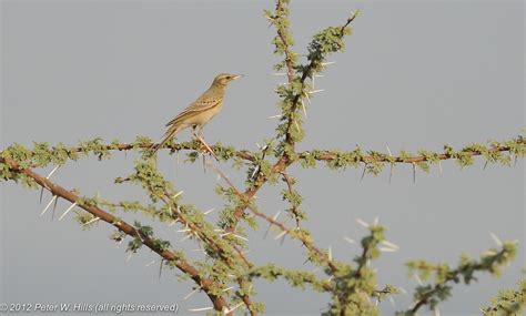 Pipit Paddyfield Anthus Rufulus Adult India World Bird Photos