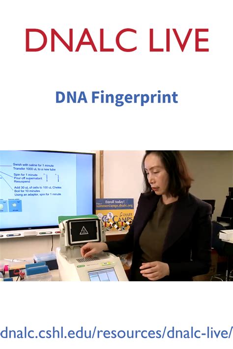 DNA Fingerprint Virtual Lab Demonstration Dna Fingerprinting