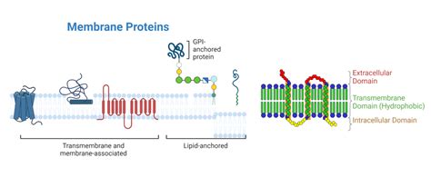 Discovery Challenges And Strategies Targeting Membrane Proteins