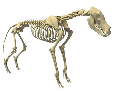 Wolf Skeleton Diagram