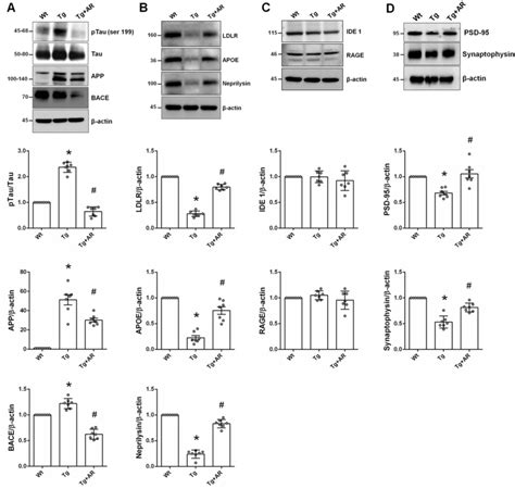 Adiporon Ar Modulates App Pathway And Improves Synaptic Markers A