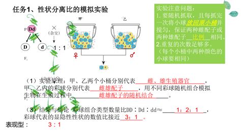 1 1孟德尔的豌豆杂交实验（一）第2课时课件 共18张ppt 2022 2023学年高一下学期生物人教版必修2 21世纪教育网