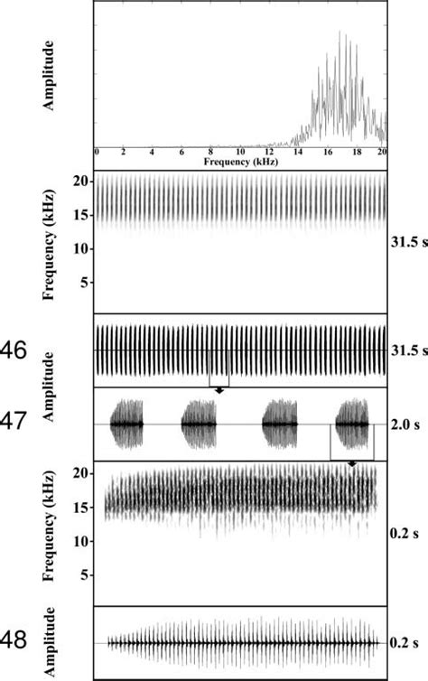 Tettigettacula Baenai Comb Nov Calling Song 46 Mean Frequency
