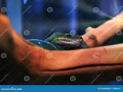 Groene Python Of Boom Python Lati Morelia Viridis Stock Foto Image Of Gevaarlijk Tropisch