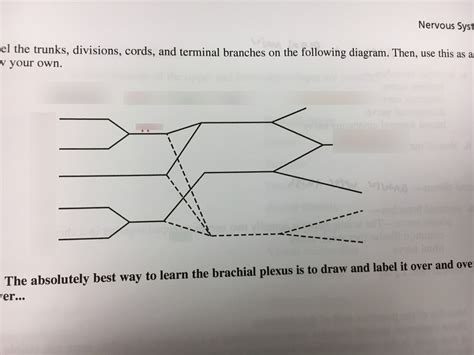 Nervous System Brachial Plexus Diagram Quizlet