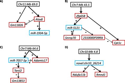 Bayesian Networks Of The Four Mirnas Using The Hill Climbing