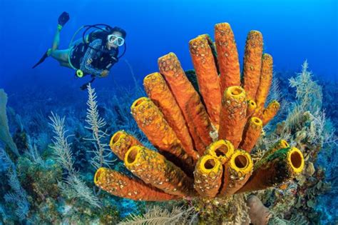 There Is No Better Time To Enjoy Caymans Wonderful World Of Sponges Diver Magazine