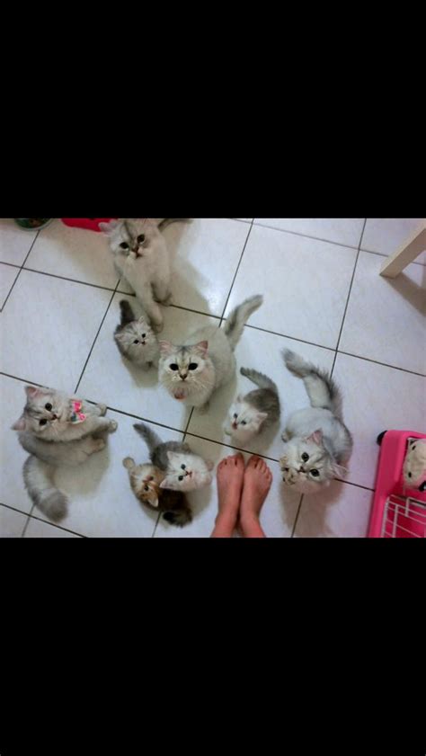 折耳貓 Q寶的生活成長日誌 愛搶鏡頭 Facebook