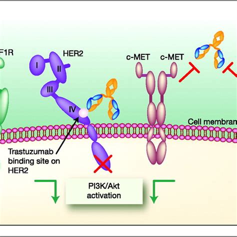 Trastuzumab Schematic Structure The Structure Of Her2 Ectodomain In