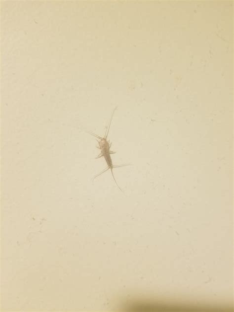 Silverfish On Tumblr
