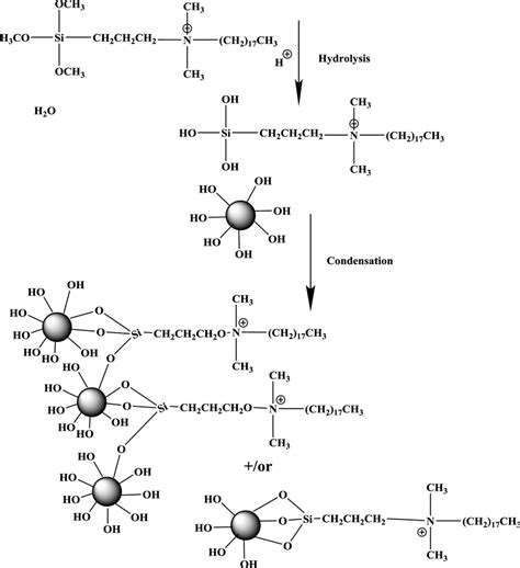 Reaction Scheme For Modification Of Sio2 Nps With Qasc Download