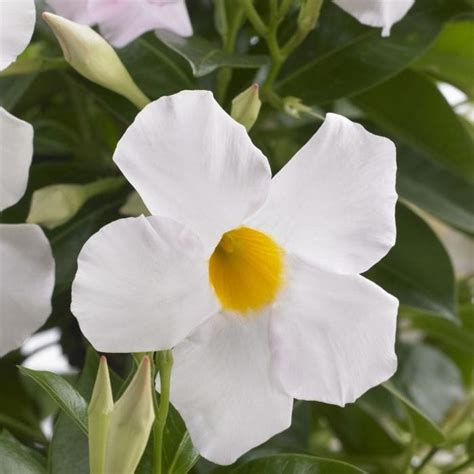 Dipladenia Sanderi V18 Cm With White Flowers 3 Canes 60 Cm Annese