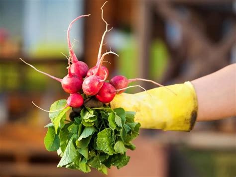 When To Harvest Radishes Planting Guide 2024 Northern Nester