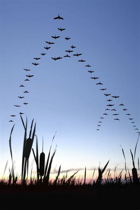 5 Things Geese Can Teach You About Teamwork Göçmen Kuşlar Uçan Kuş