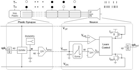 Schematic Diagram Of A Neuron And Its Synapses With Details Of Its