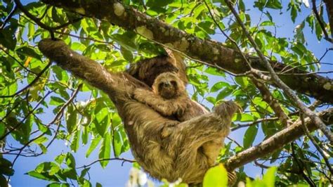 13 Differences Between Two Toed And Three Toed Sloths Newsbreak