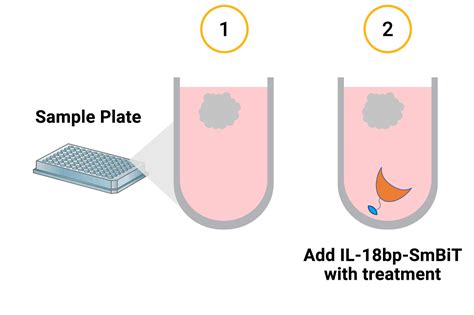 Lumit® Active Il 18 Human Immunoassay