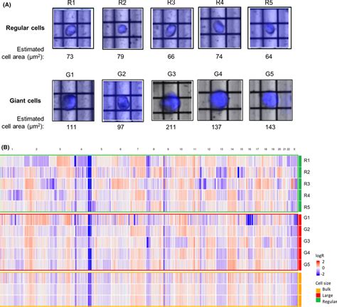 Single Cell Whole Genomic Profiling Of Large And Regular‐sized Cells Download Scientific