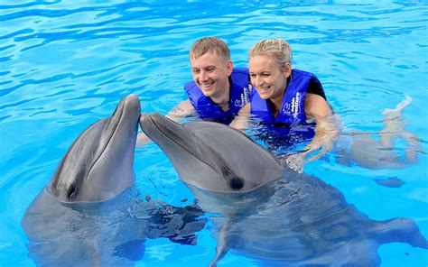 Dolphin Signature Swim Herewegocabo