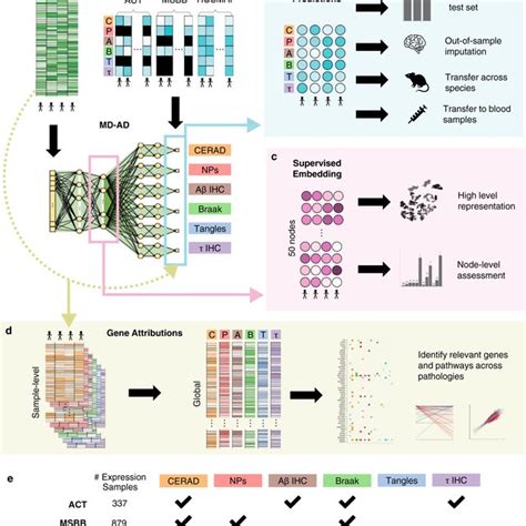 Overview Of The Md Ad Multi Task Deep Learning For Alzheimers Disease Download Scientific