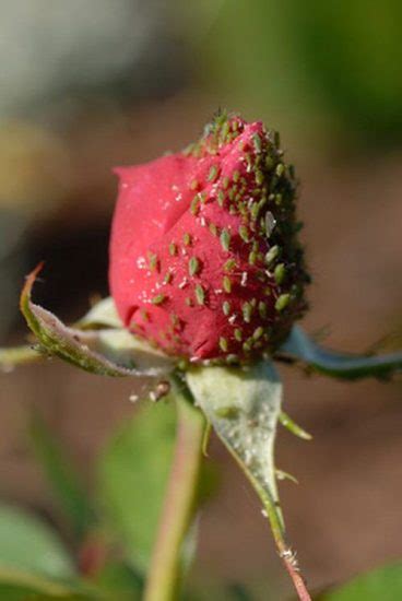25 Natural Ways To Kill Aphids Get Rid Of Aphids Naturally
