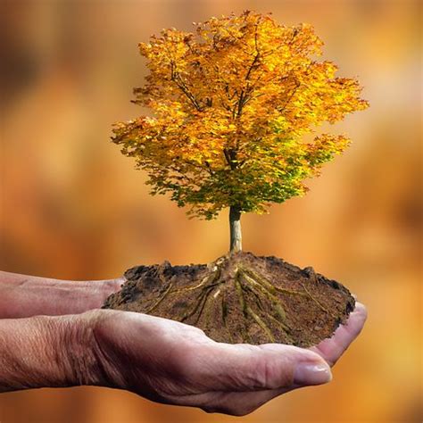 1 000 Free Tree With Roots Root Images Pixabay