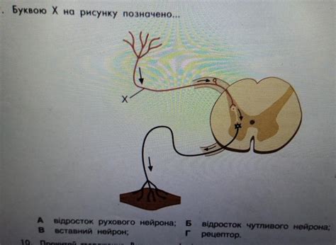 9 Буквою Х на рисунку позначено A відросток рухового нейрона Б