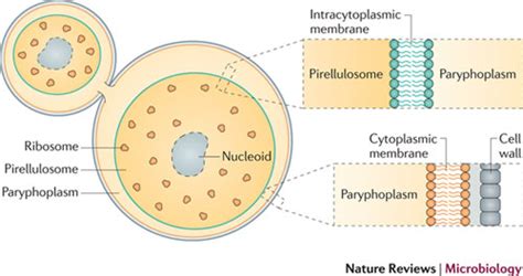 Планктомицеты — Википедия