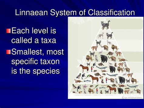 Classification And Taxonomy Ppt Download