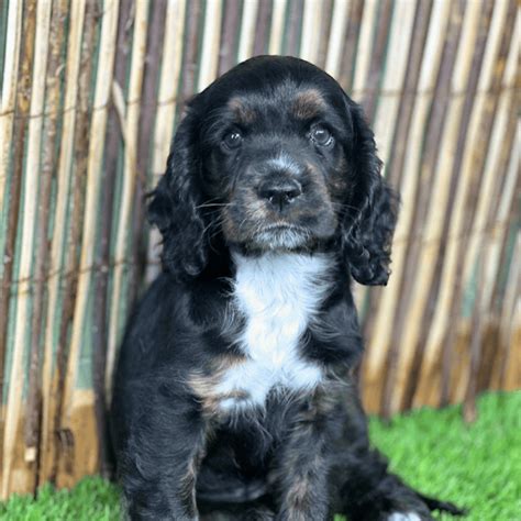 Cocker Inglés Colita