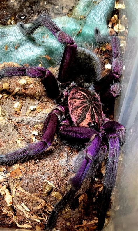 Machala Tarantula Forum
