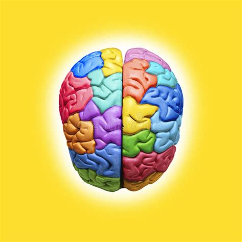 162914 Brain库存照片 — Dreamstime中的免费和免版税库存照片