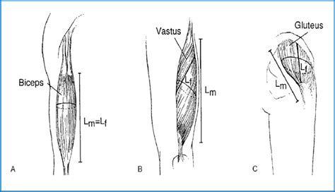Llustration Of Skeletal Muscle Architecture In The Context Of Human Download Scientific