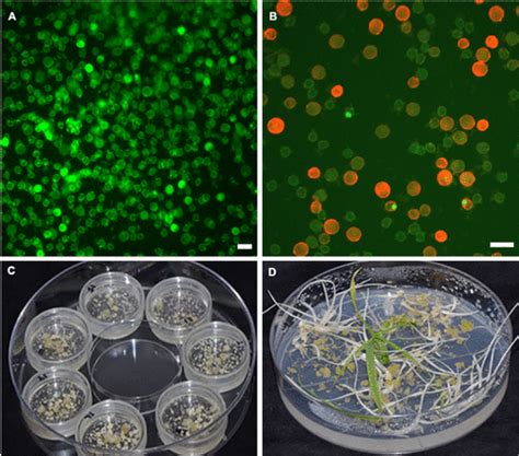 Microscopic Microspores