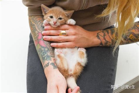 【图解】猫怎么分公母 教你一招确认猫咪性别 知乎