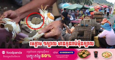 ក្រសួងអំពាវនាវអោយលែង មេក្តាមសេះពងក្រៅស្នូក ចូលសមុទ្រវិញ