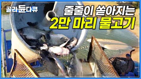 물고기를 잡는 가장 쉬운 방법 기다리기만 하면 알아서 줄줄이 쏟아지는 2만 마리 물고기│브라질 초대형 양식장│세계테마기행│ 골라듄다큐 Youtube